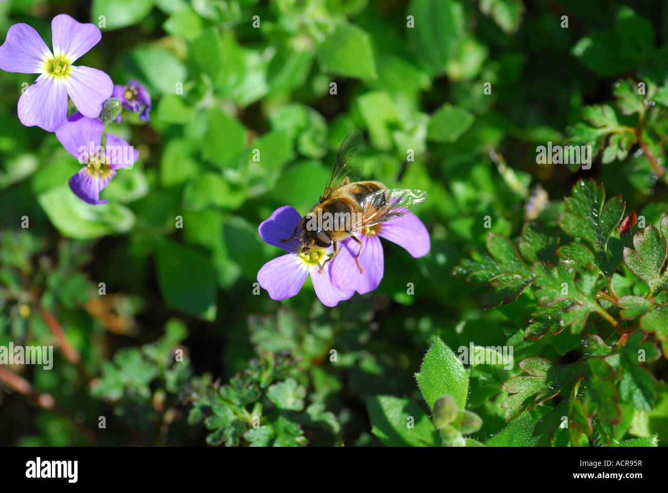 Cape honey bee immagini e fotografie stock ad alta risoluzione - Alamy