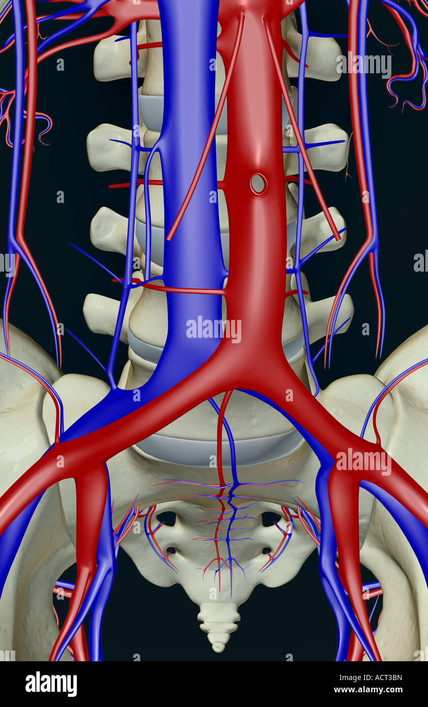 Vene lombari immagini e fotografie stock ad alta risoluzione - Alamy