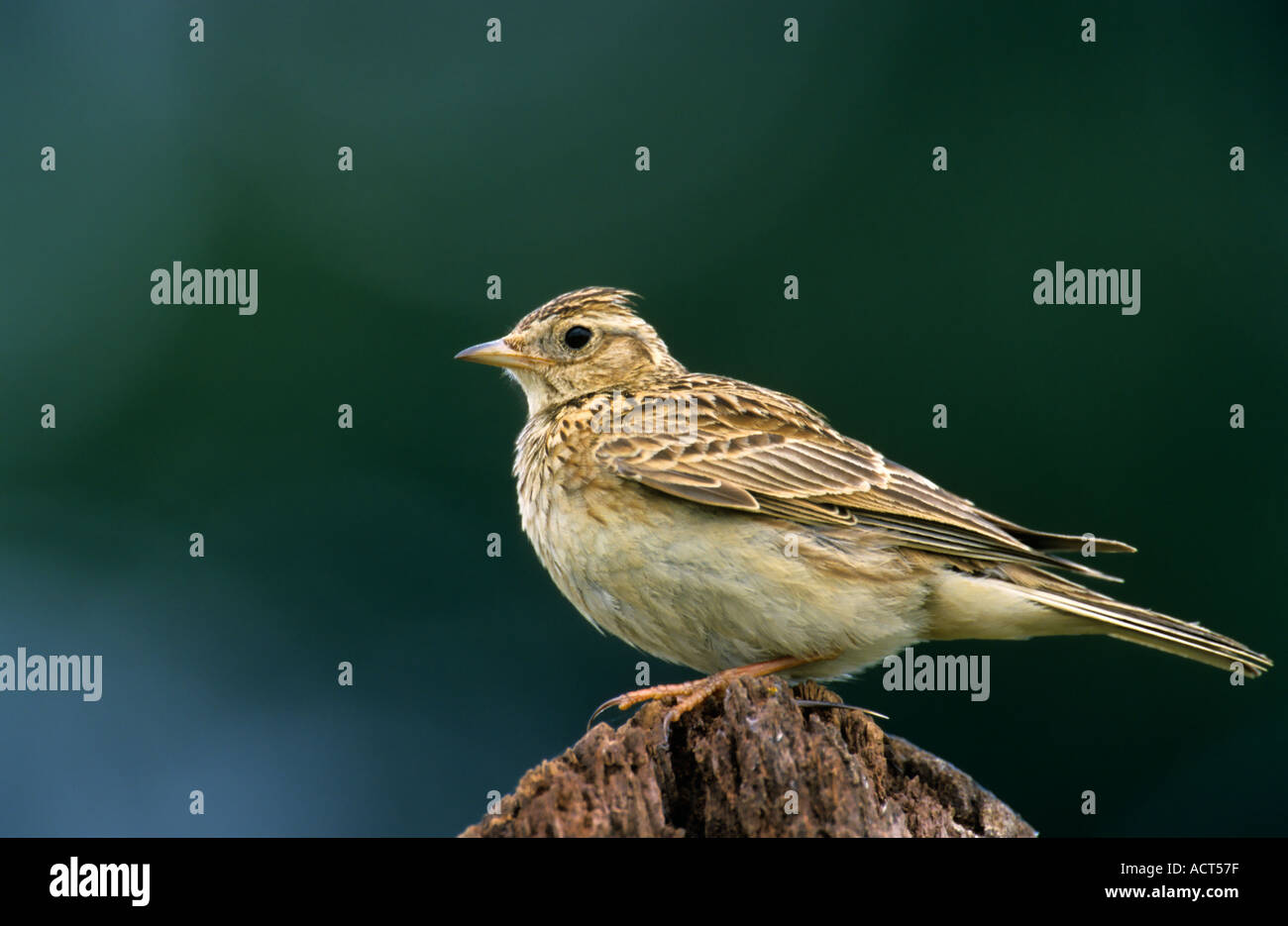 Alauda arvensis uk immagini e fotografie stock ad alta risoluzione - Alamy