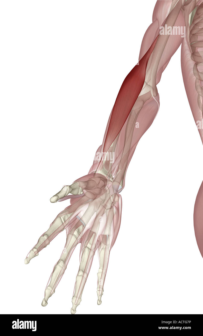 Anatomia del muscolo brachioradiale immagini e fotografie stock ad alta ...