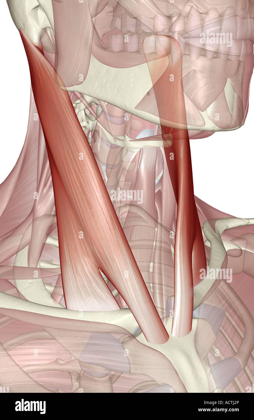 Muscolo sternocleidomastoideo immagini e fotografie stock ad alta ...