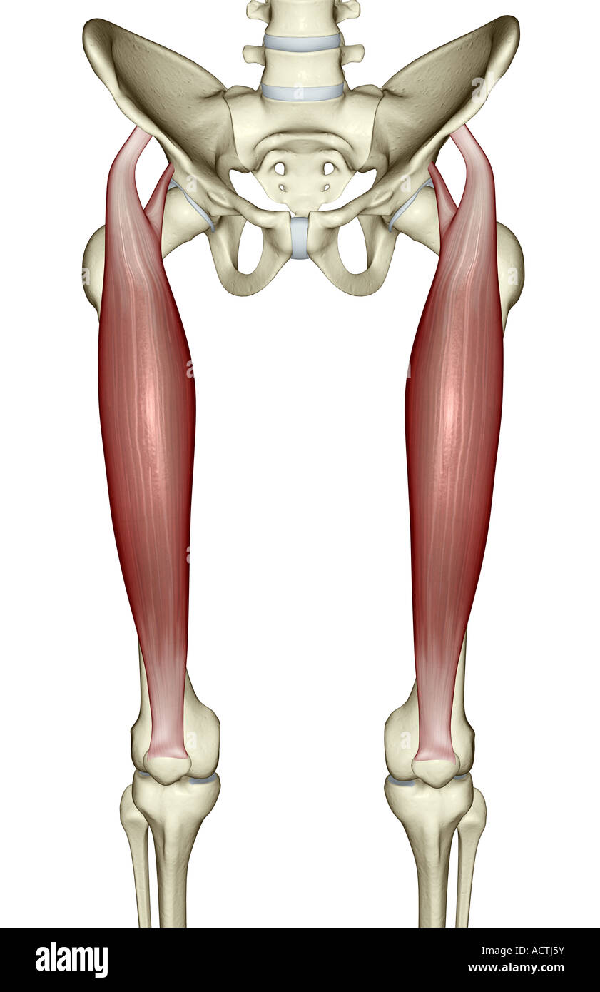 Muscolo quadricipite femorale immagini e fotografie stock ad alta ...