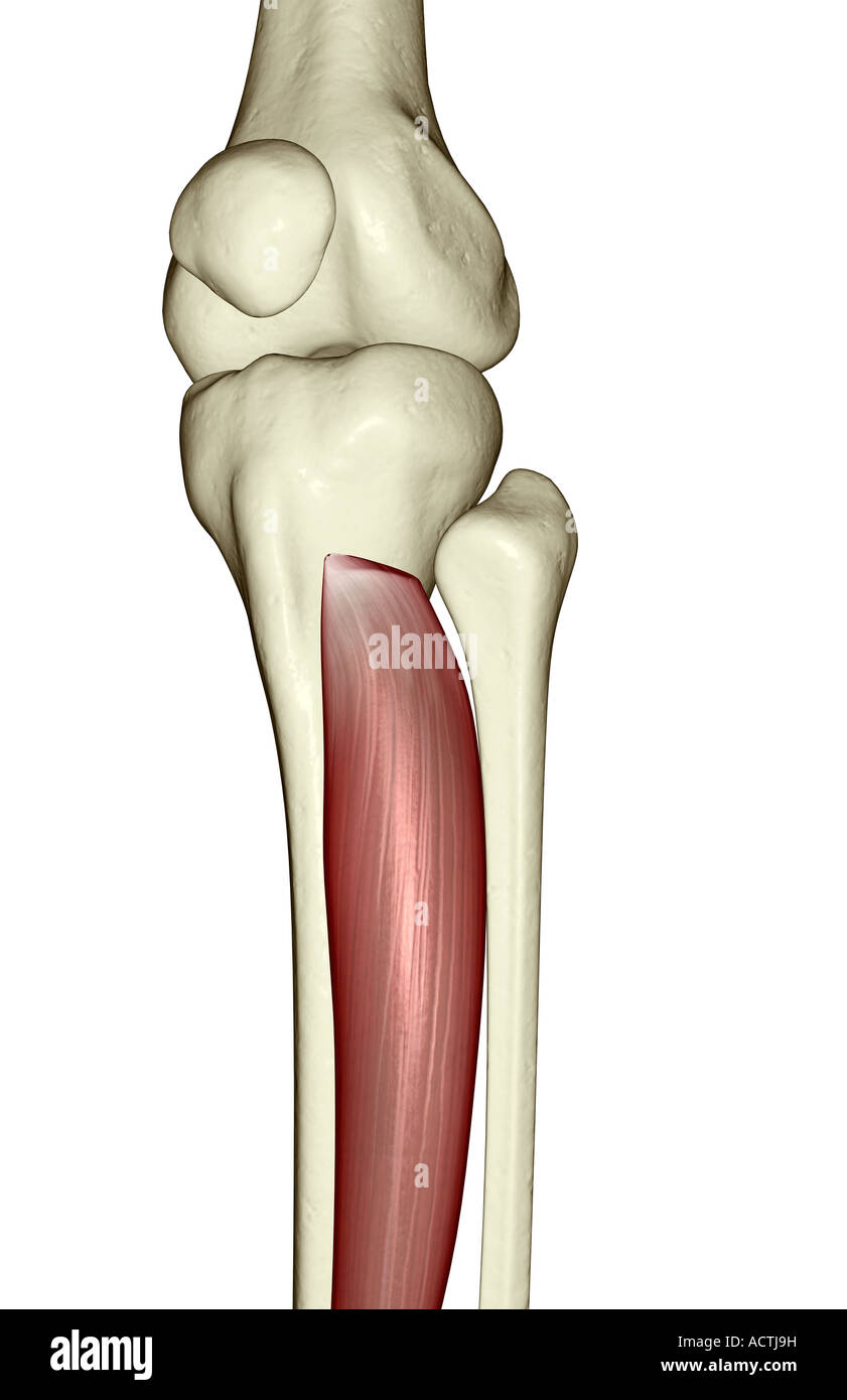 Tibialis anterior muscle immagini e fotografie stock ad alta ...