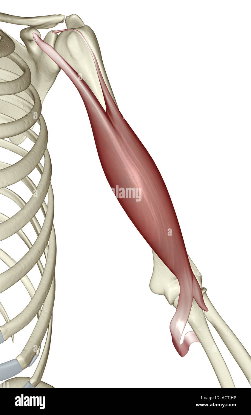 Biceps brachii immagini e fotografie stock ad alta risoluzione - Alamy