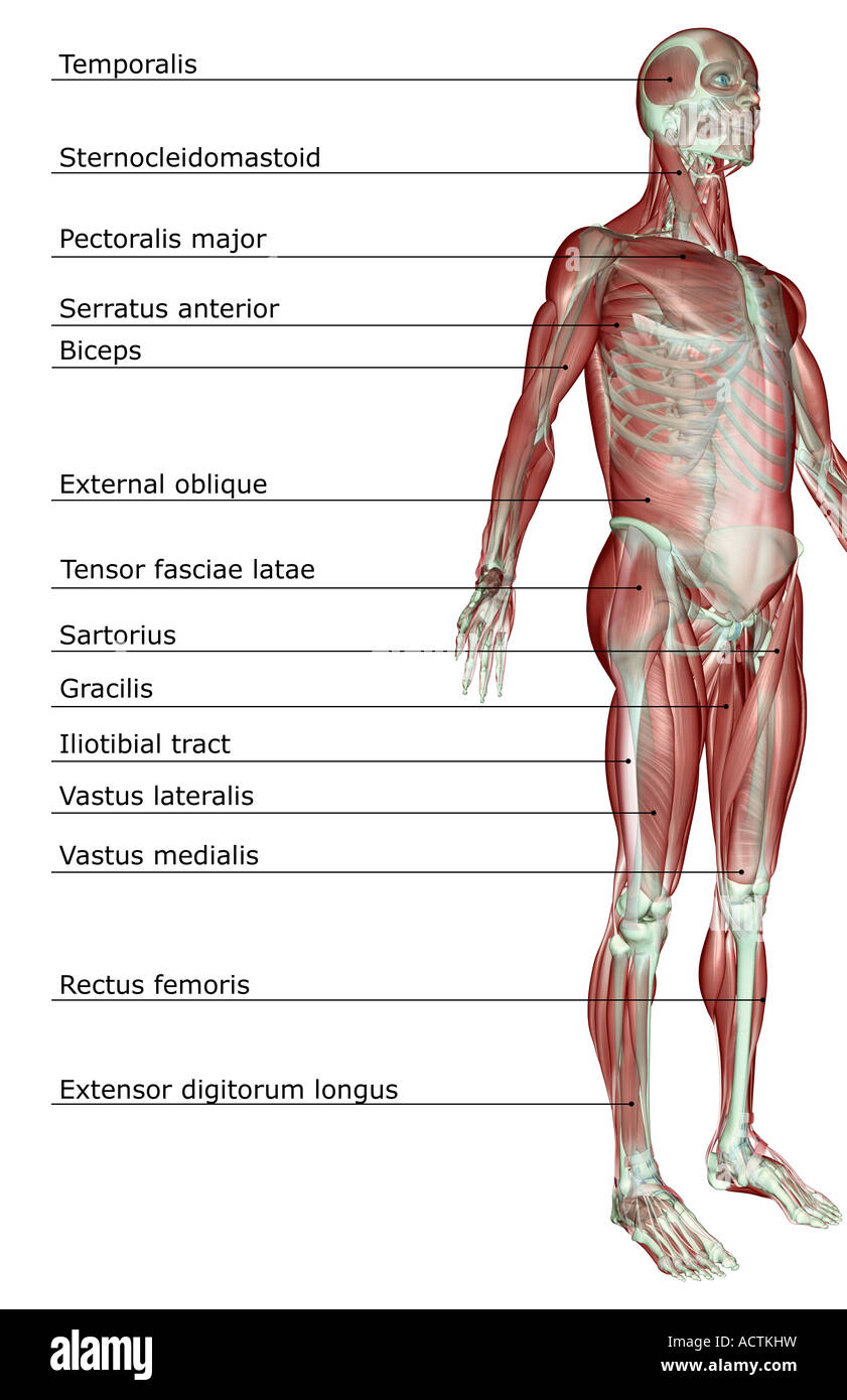 Anatomia sistema muscolare anteriore Immagini senza sfondo e Foto Stock ...