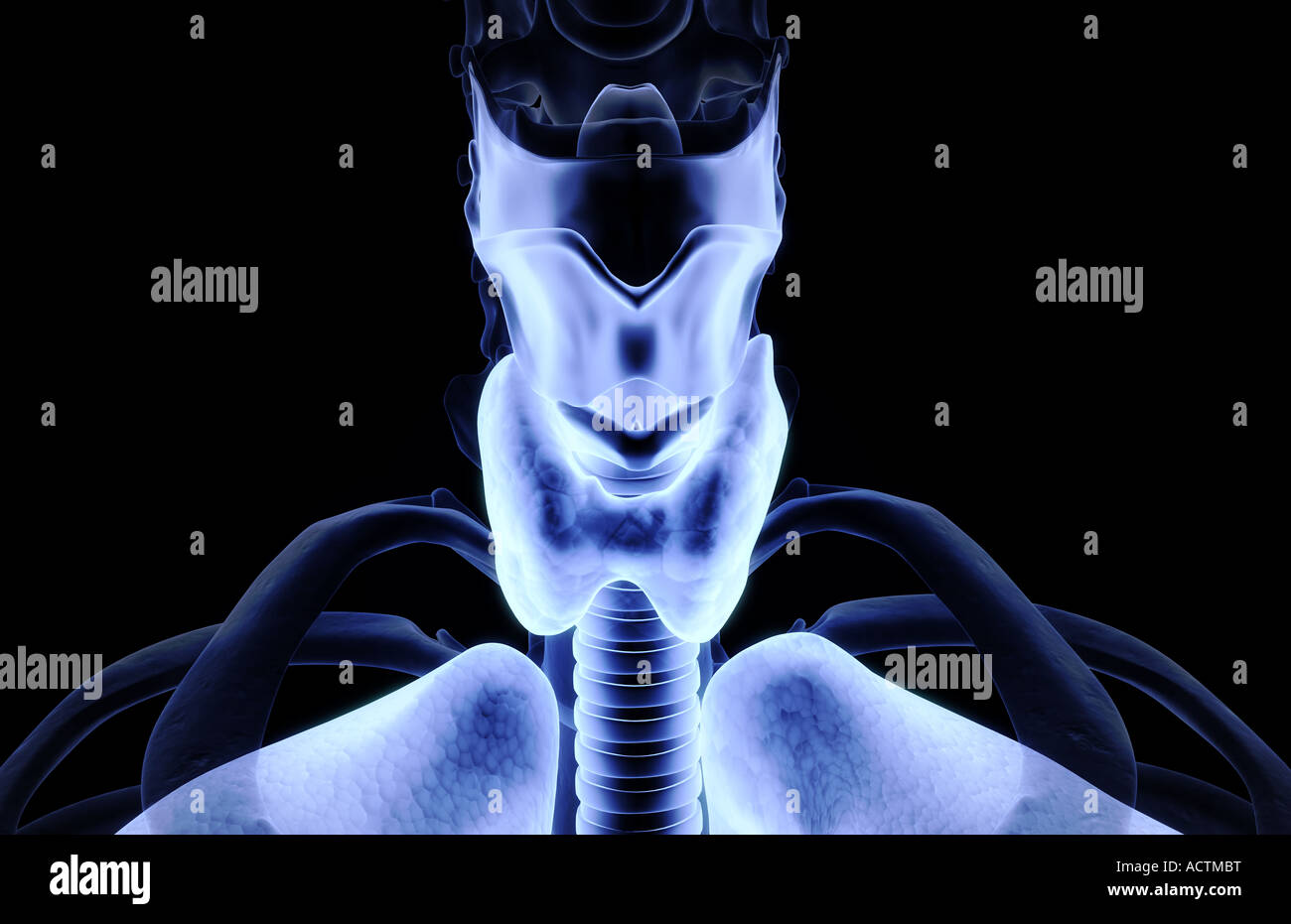 Quali sono la trachea immagini e fotografie stock ad alta risoluzione ...