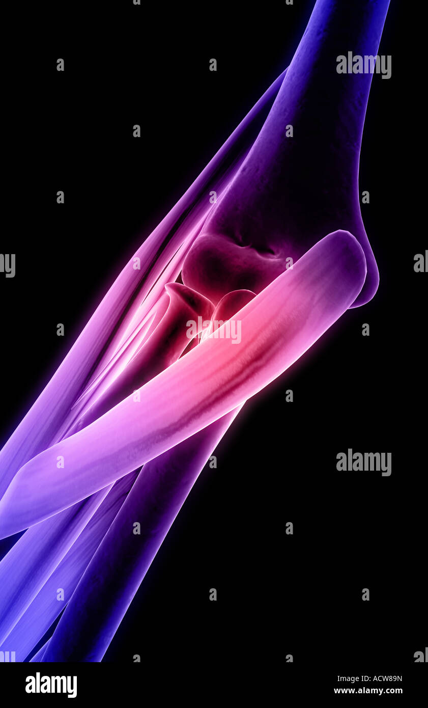 Anatomia del muscolo brachioradiale immagini e fotografie stock ad alta ...