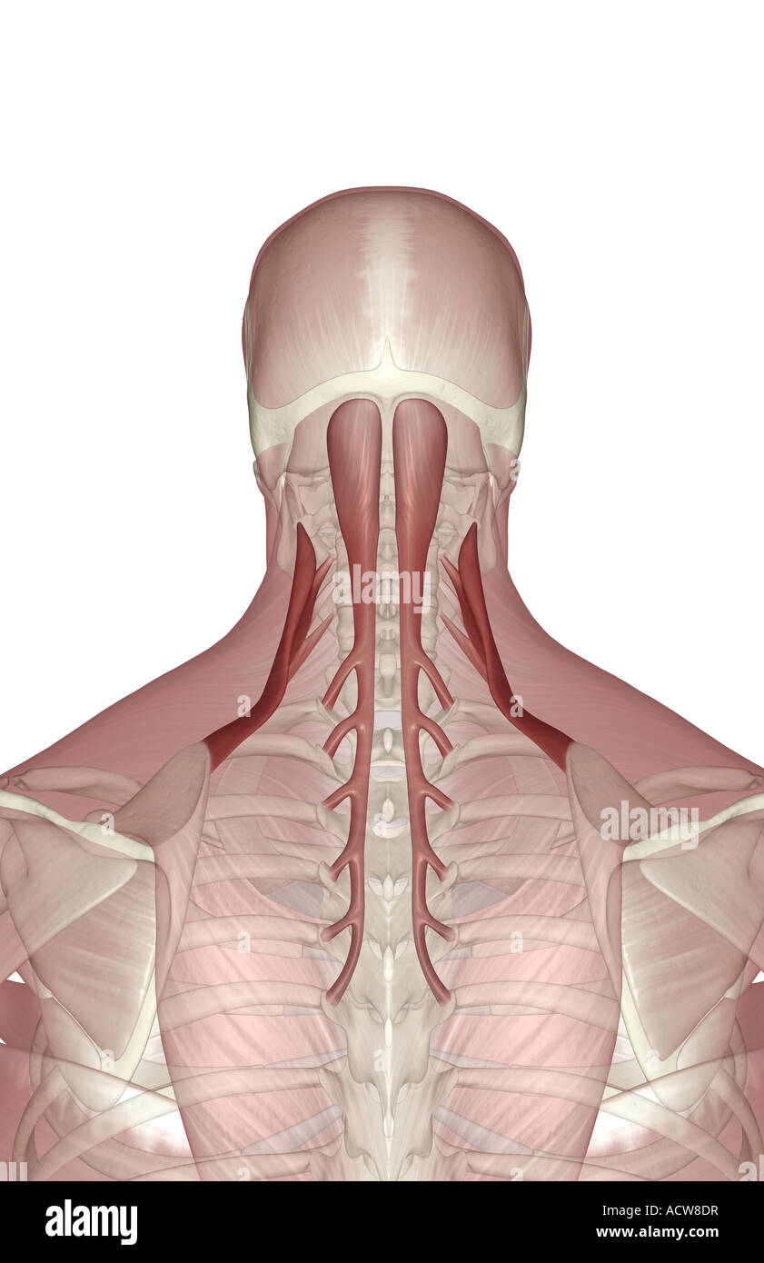 Muscolo elevatore della scapola immagini e fotografie stock ad alta ...