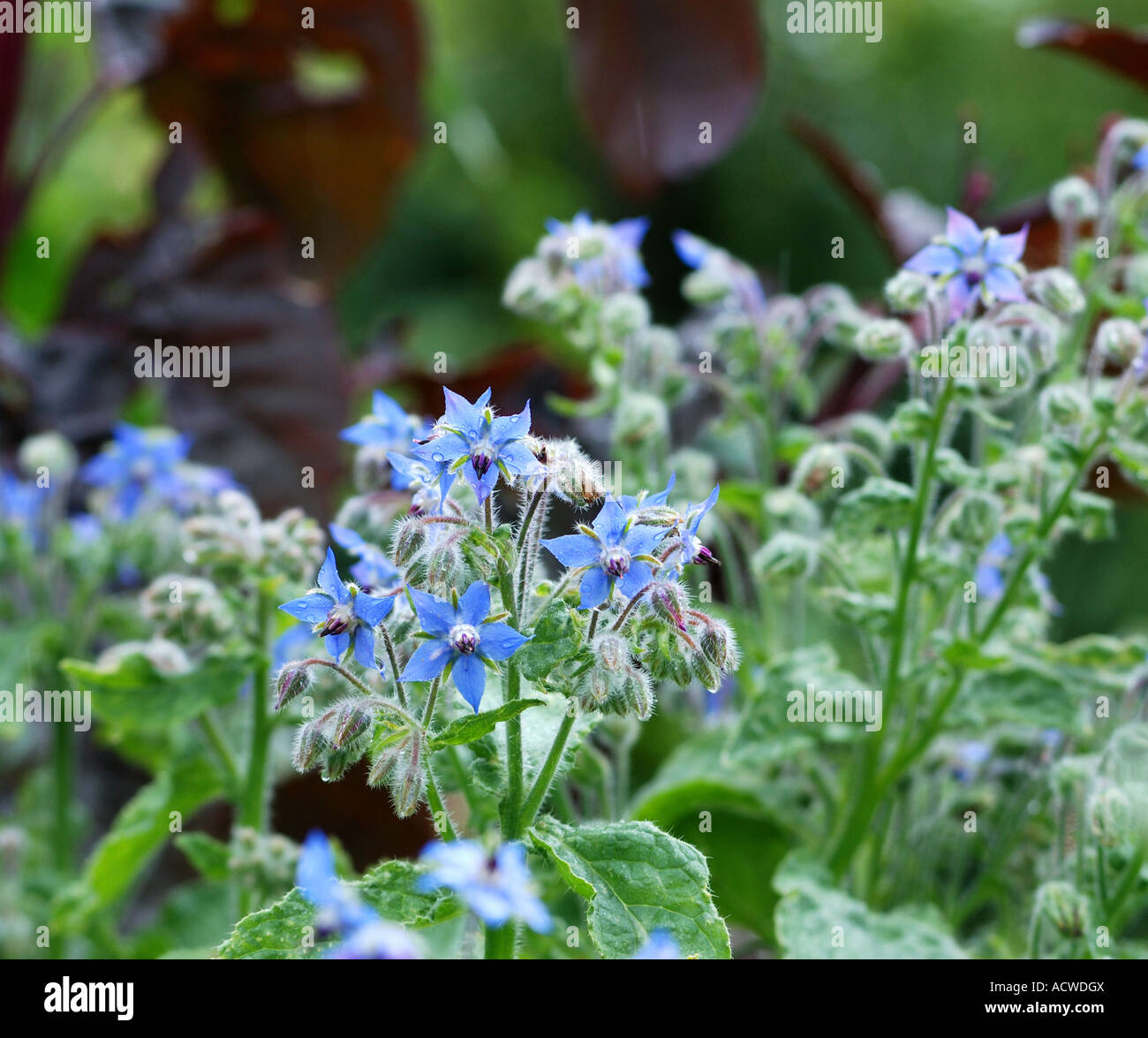 Pianta di borragine immagini e fotografie stock ad alta risoluzione - Alamy