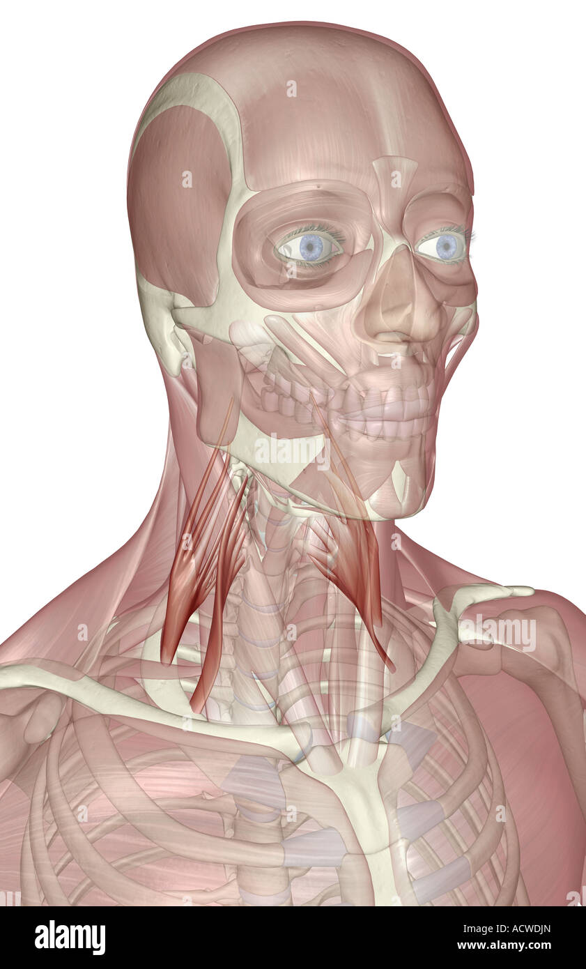 Muscoli scaleni immagini e fotografie stock ad alta risoluzione - Alamy