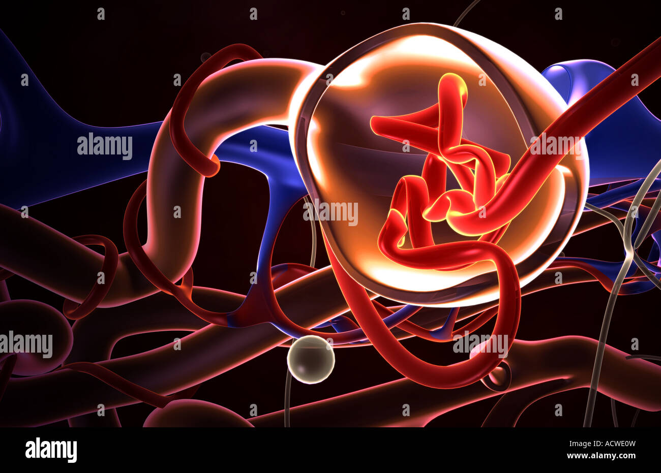 Rene glomerulo immagini e fotografie stock ad alta risoluzione - Alamy