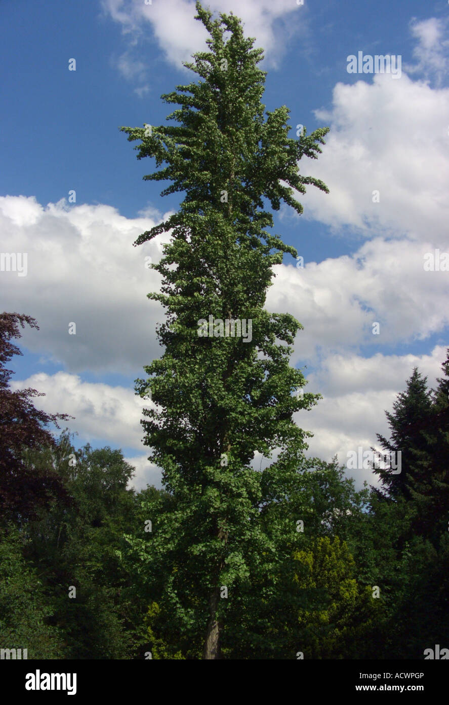 Maidenhair tree, Ginkgo Tree, Gingko Tree, Ginkgo Tree (Ginkgo biloba ...