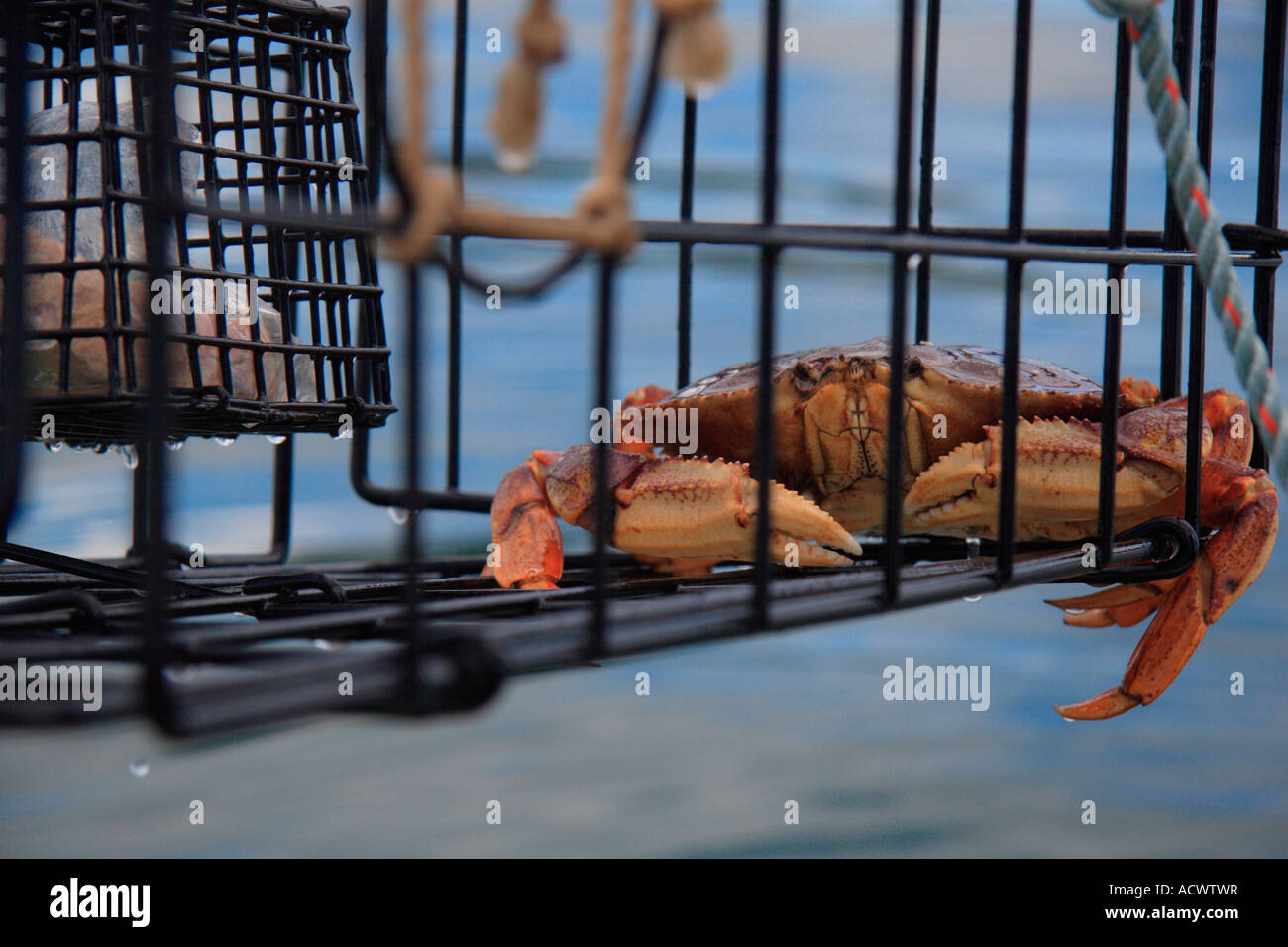 Esca trappola per granchi immagini e fotografie stock ad alta ...