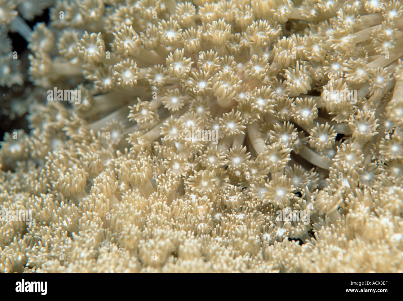 Polipi selvatici immagini e fotografie stock ad alta risoluzione - Alamy