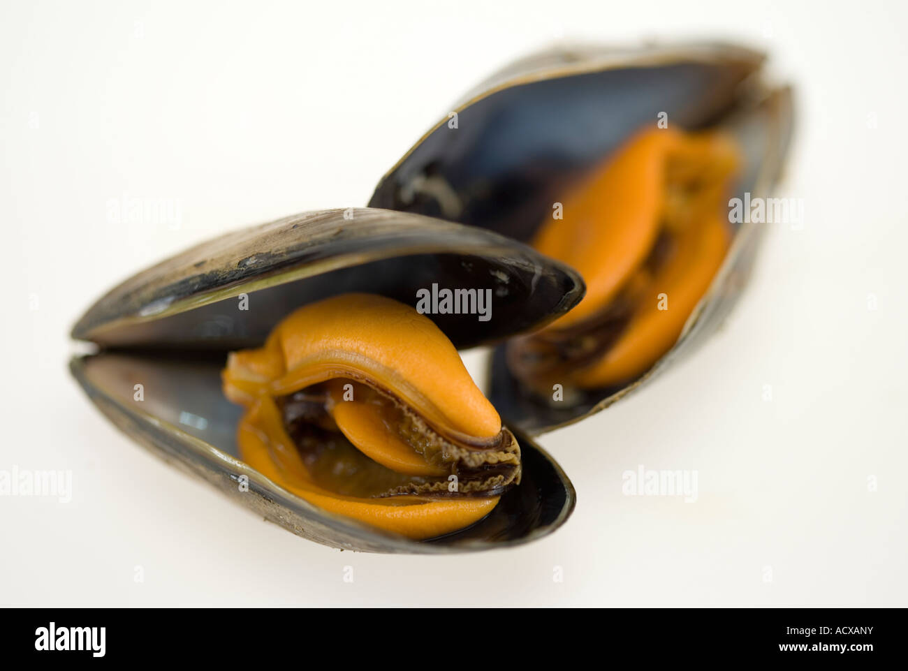 Cozze aperte immagini e fotografie stock ad alta risoluzione - Alamy