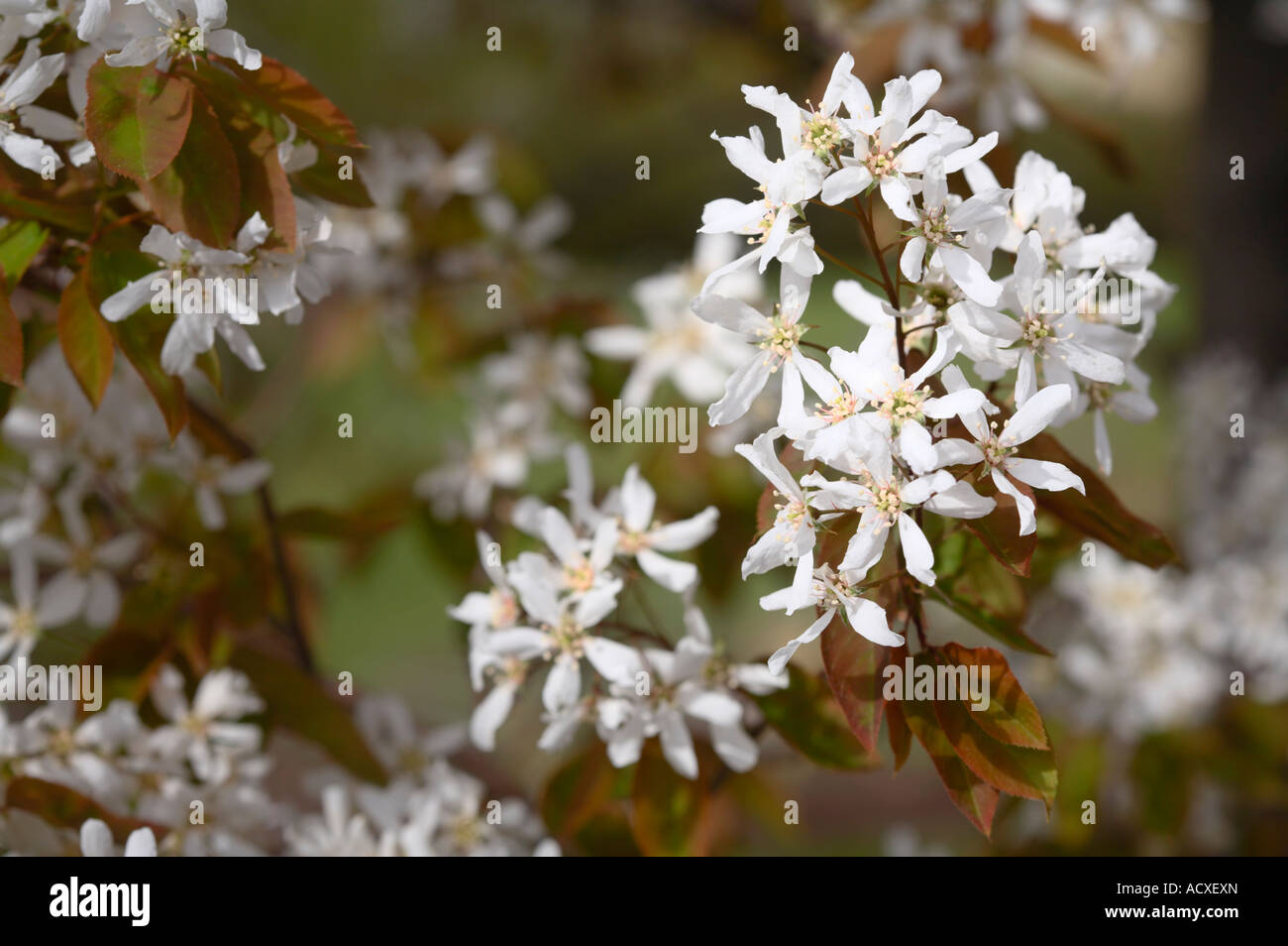 Allegheny serviceberry amelanchier laevis immagini e fotografie stock ...