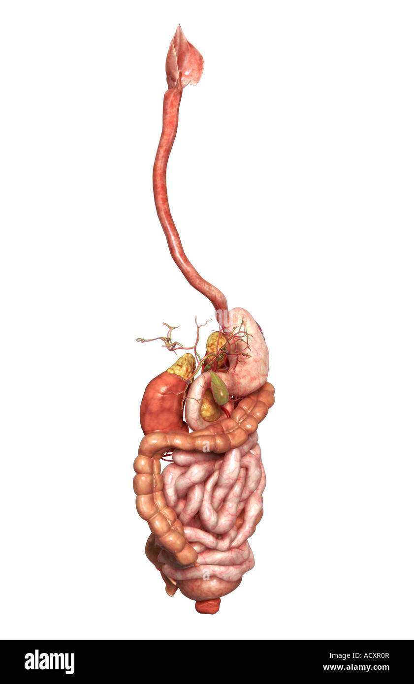 Side view the small intestine and the large intestine Immagini senza ...