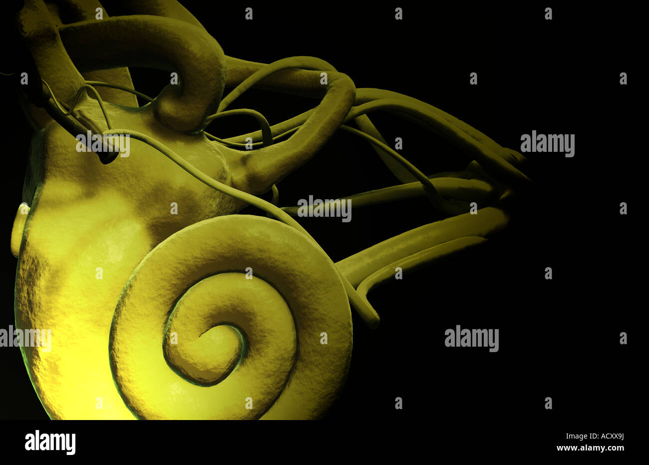 Il labirinto membranoso del sistema vestibolare immagini e fotografie ...