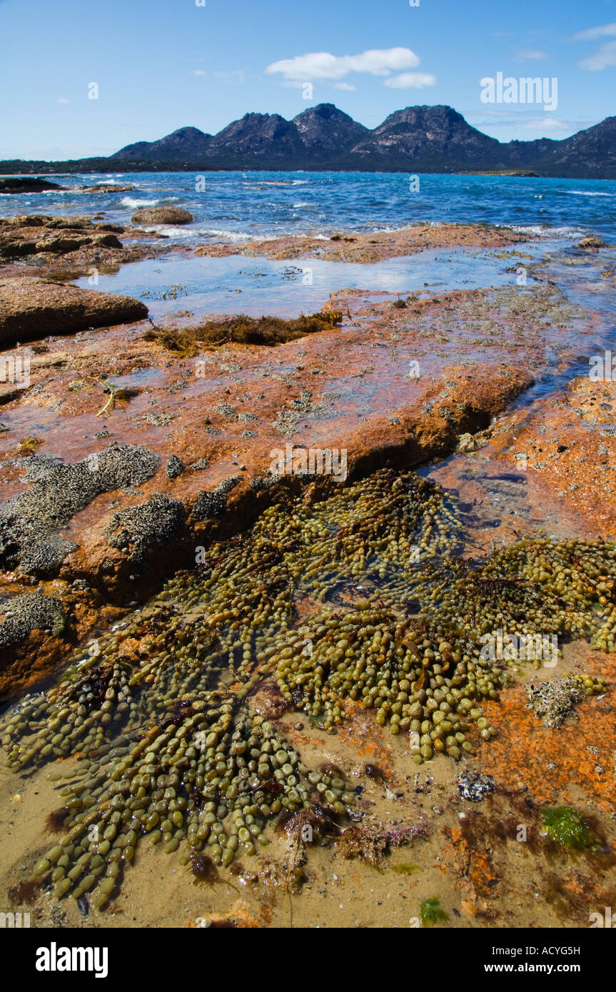 Fuco costiero della tasmania immagini e fotografie stock ad alta ...