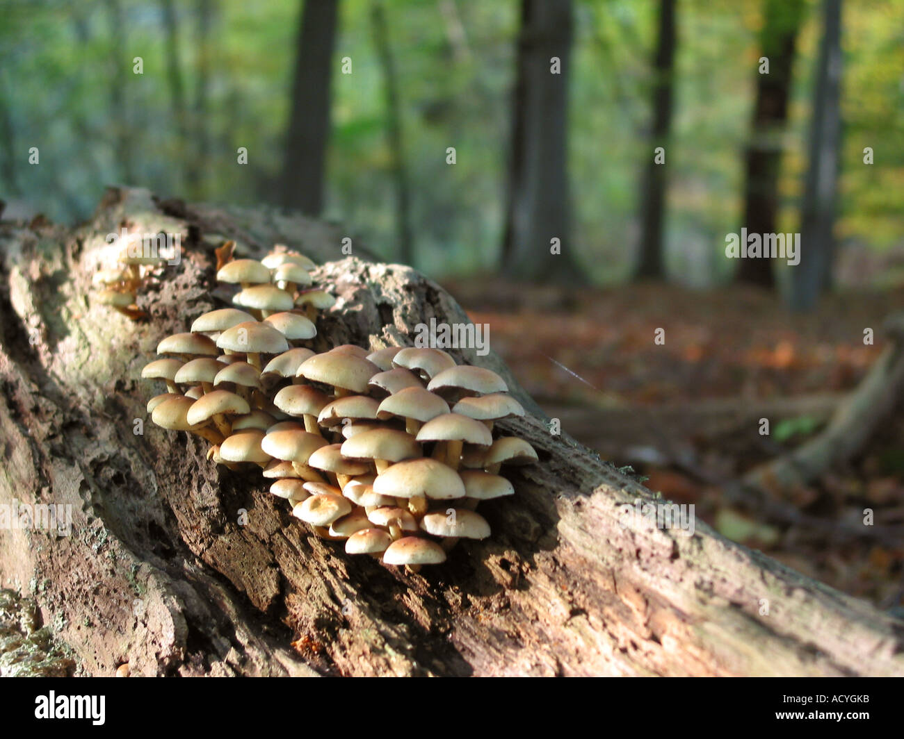 Cluster decadimento caduto funghi fungo toadstool alberi bosco immagini ...