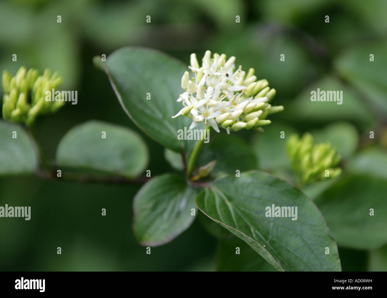 Cornus sanguinea leaf immagini e fotografie stock ad alta risoluzione ...