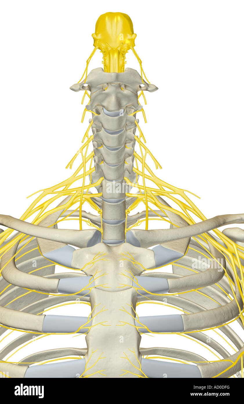 Nervo frenico immagini e fotografie stock ad alta risoluzione - Alamy