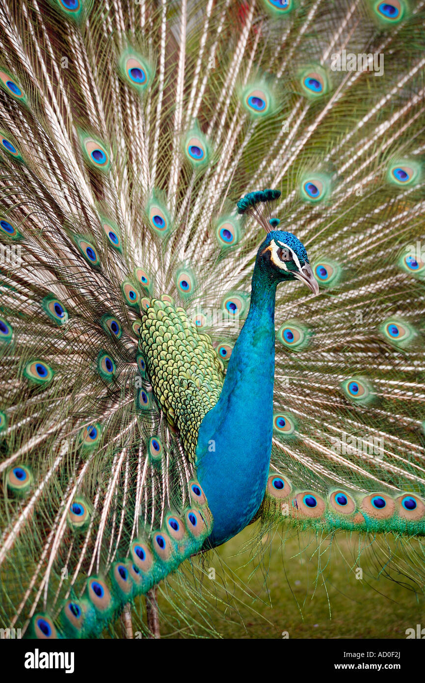 Habitat di pavone immagini e fotografie stock ad alta risoluzione - Alamy