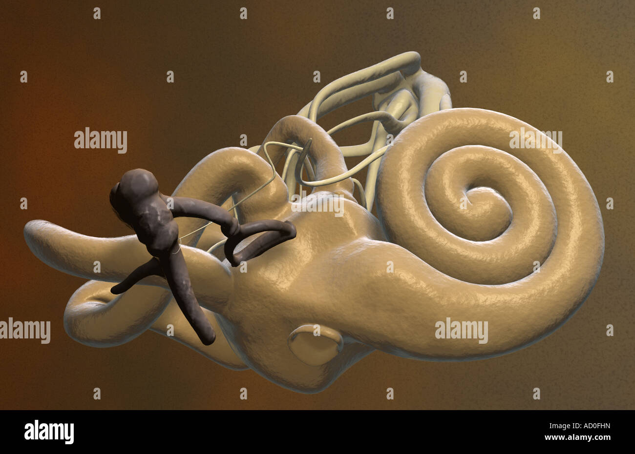 Labirinto dell'orecchio immagini e fotografie stock ad alta risoluzione ...