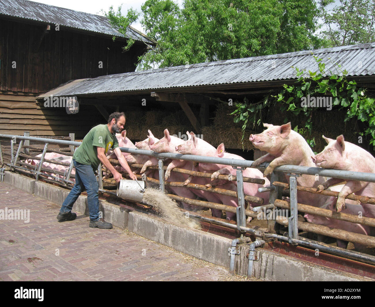 Alimentazione di suini e suini immagini e fotografie stock ad alta ...