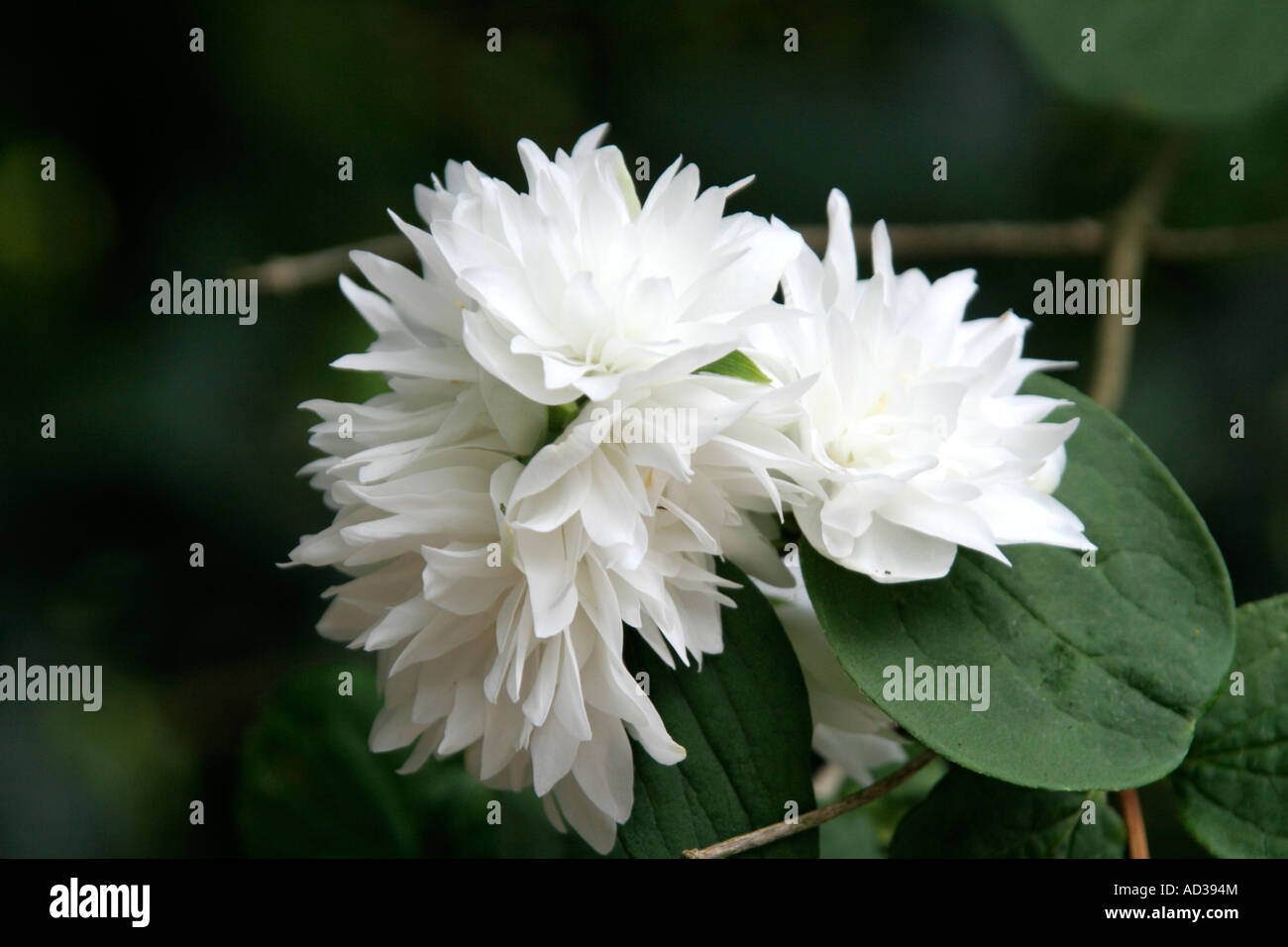Philadelphus virginal immagini e fotografie stock ad alta risoluzione ...