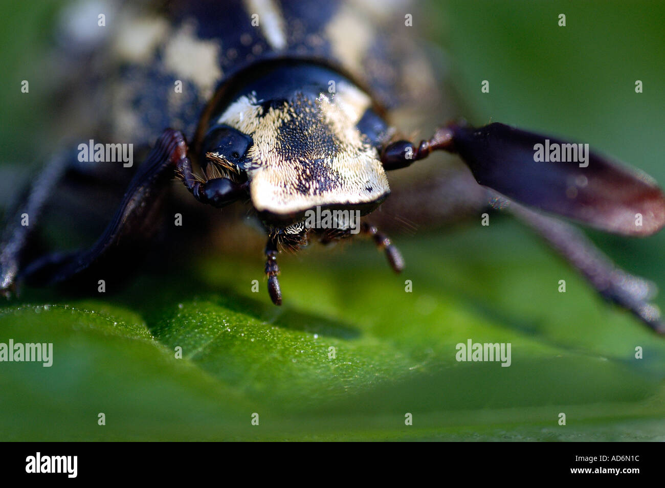 Macro natura insetti immagini e fotografie stock ad alta risoluzione ...