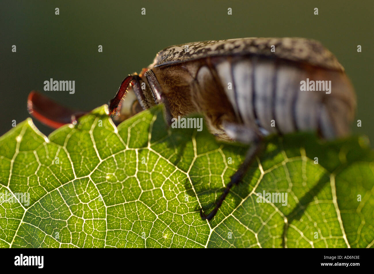 Macro natura insetti immagini e fotografie stock ad alta risoluzione ...