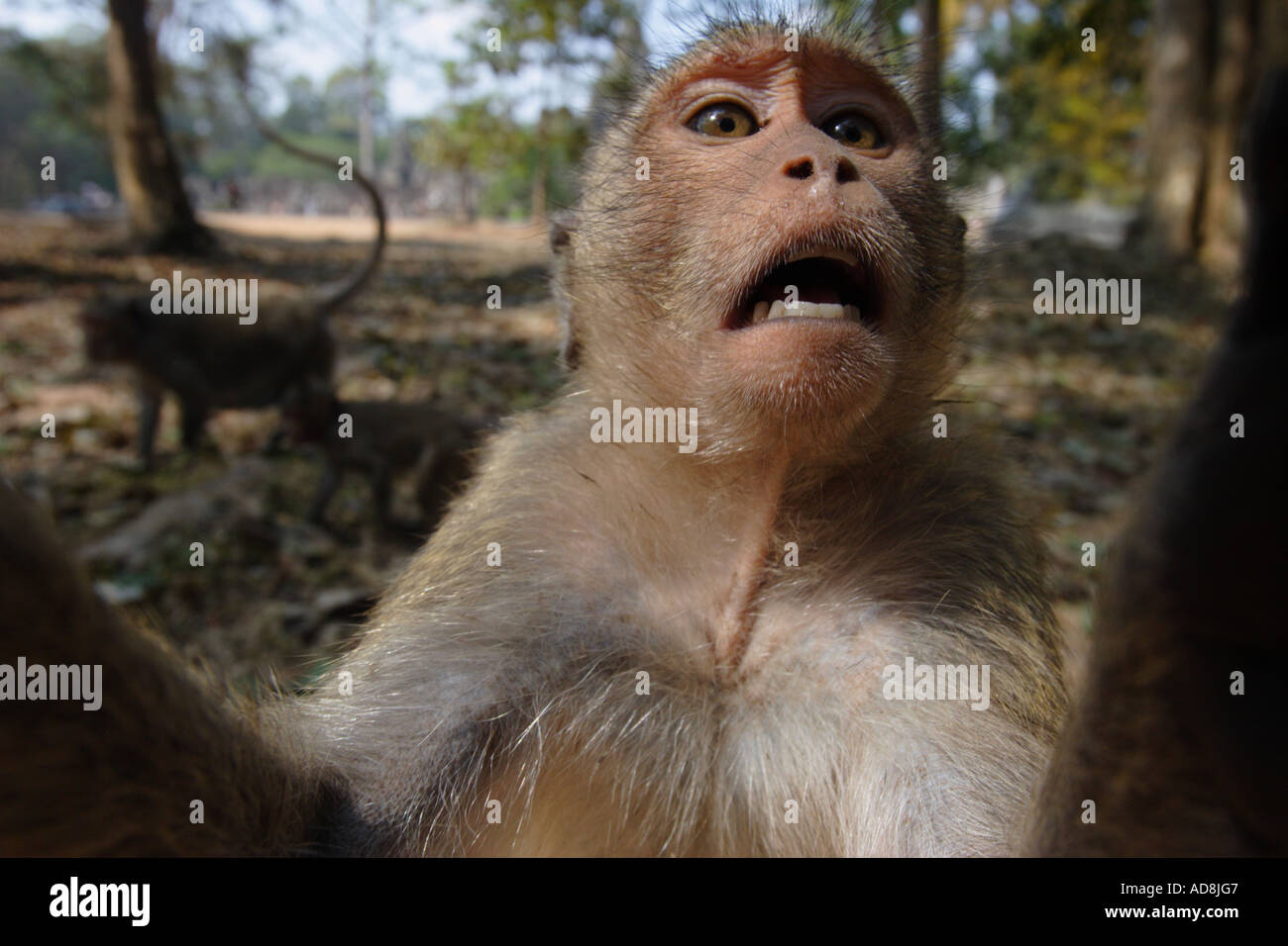 Scimmia audace immagini e fotografie stock ad alta risoluzione - Alamy