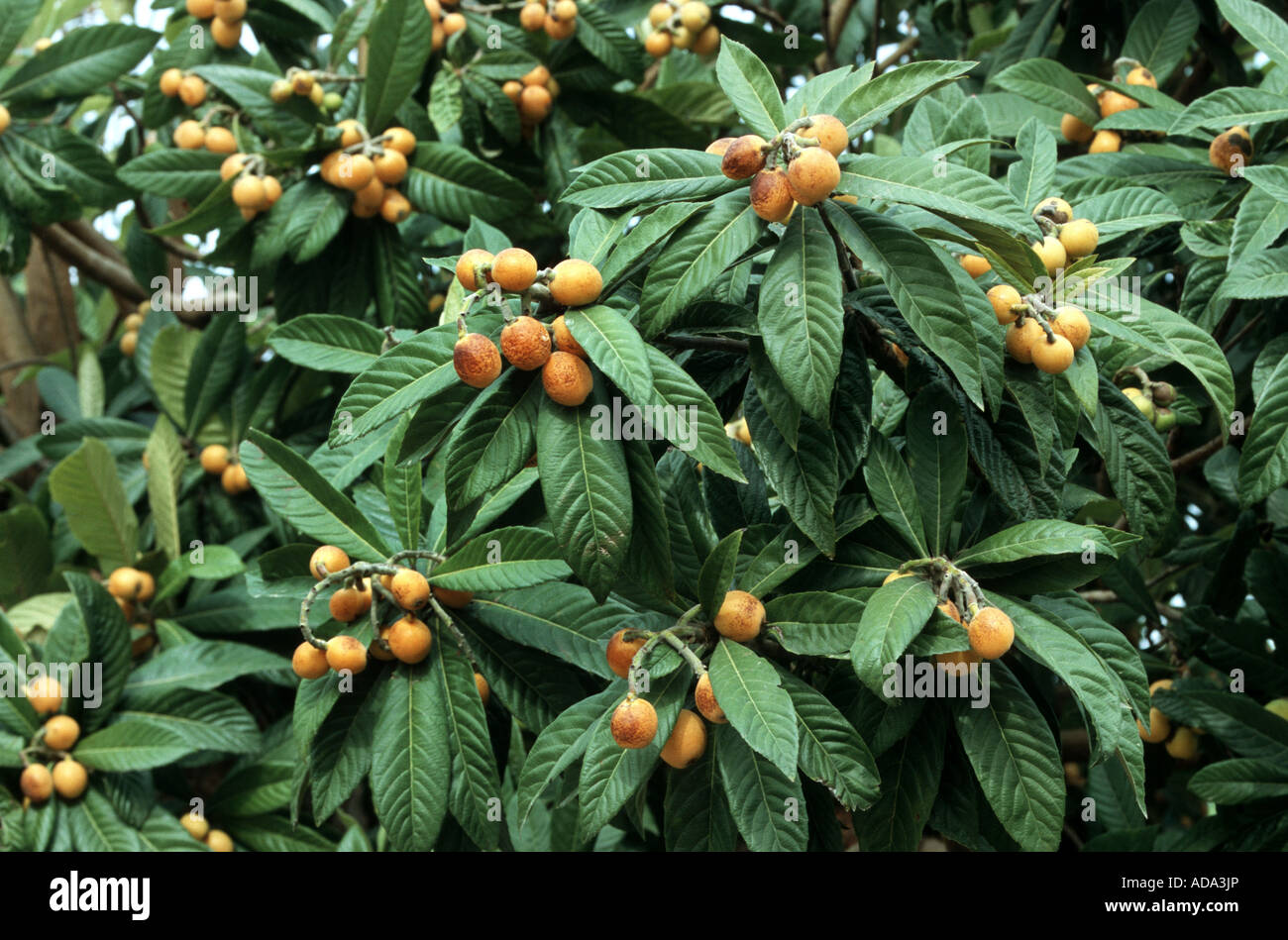 Nespole del Giappone, giapponese prugna (Eriobotrya japonica), frutti ...
