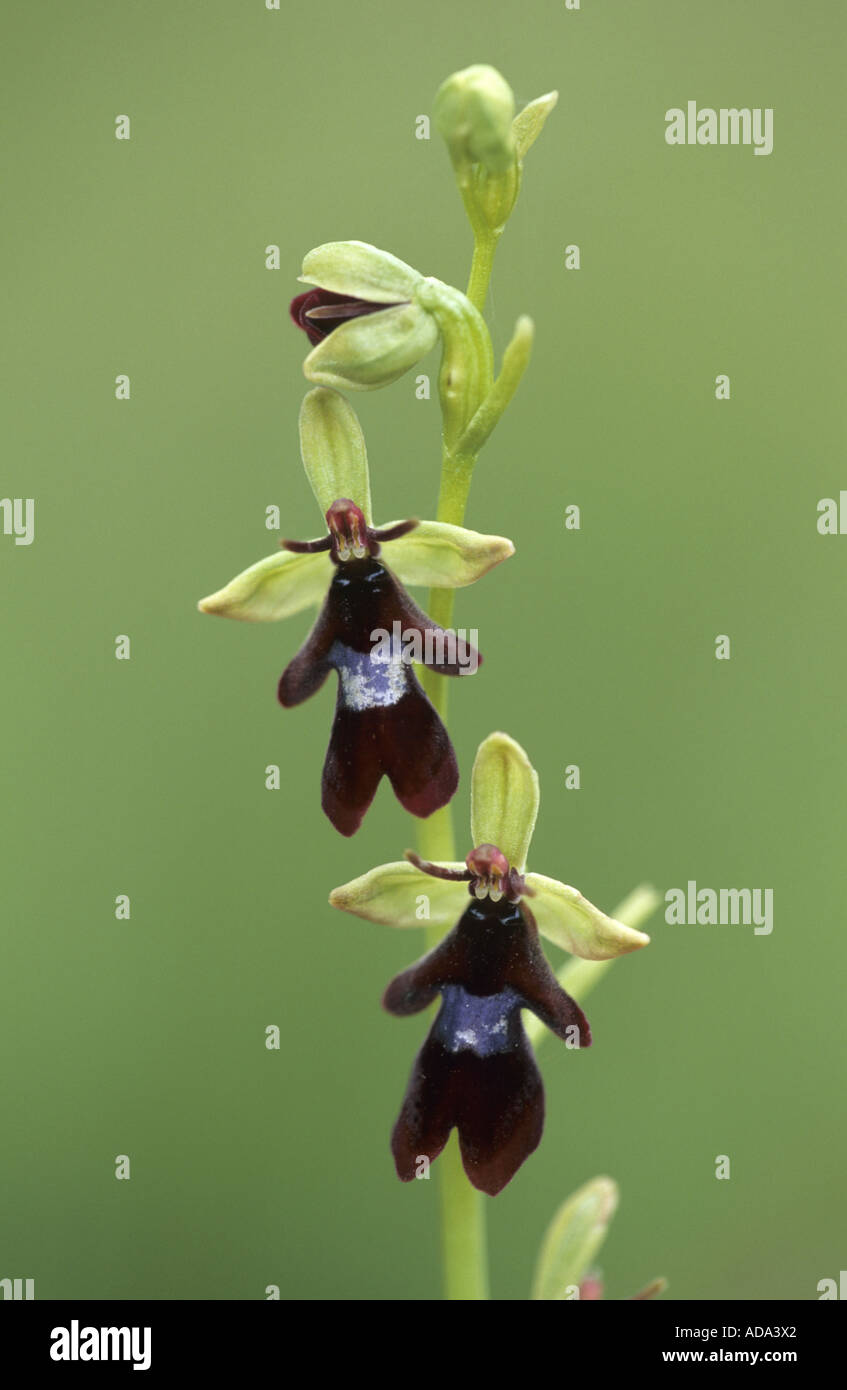 Orchidee autoctone della francia immagini e fotografie stock ad alta ...