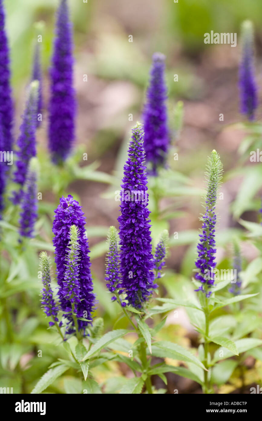 Fiore di veronica immagini e fotografie stock ad alta risoluzione - Alamy