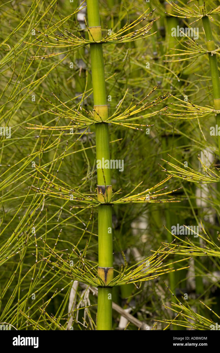 Giant horsetail (equisetum giganteum) immagini e fotografie stock ad ...