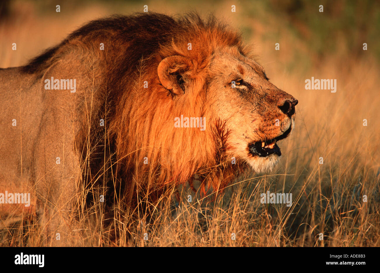 Leone Che Ruggisce Immagini e Fotos Stock - Alamy