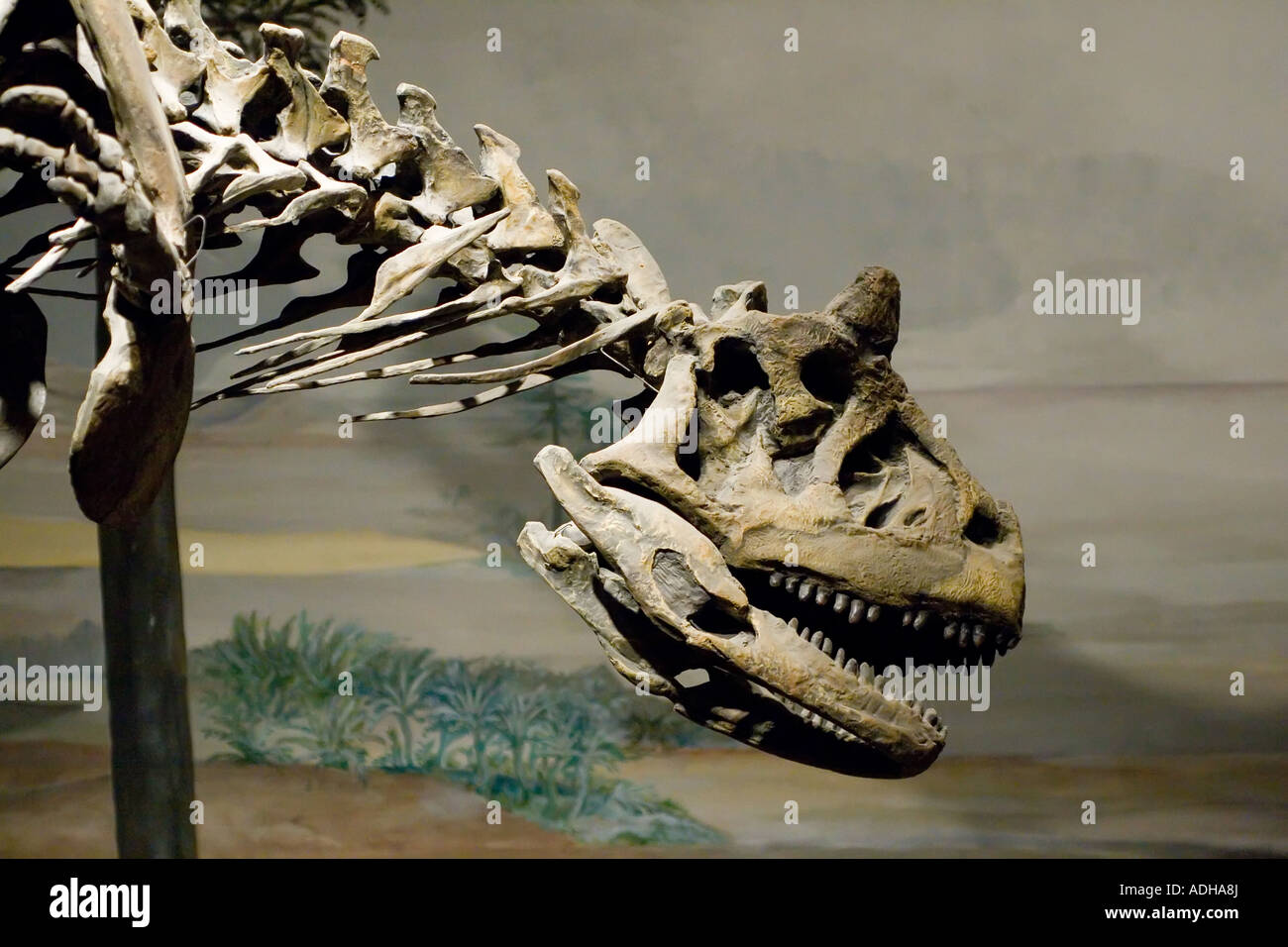 Cranio Di Carnotauro Carnotaurus Wikipedia