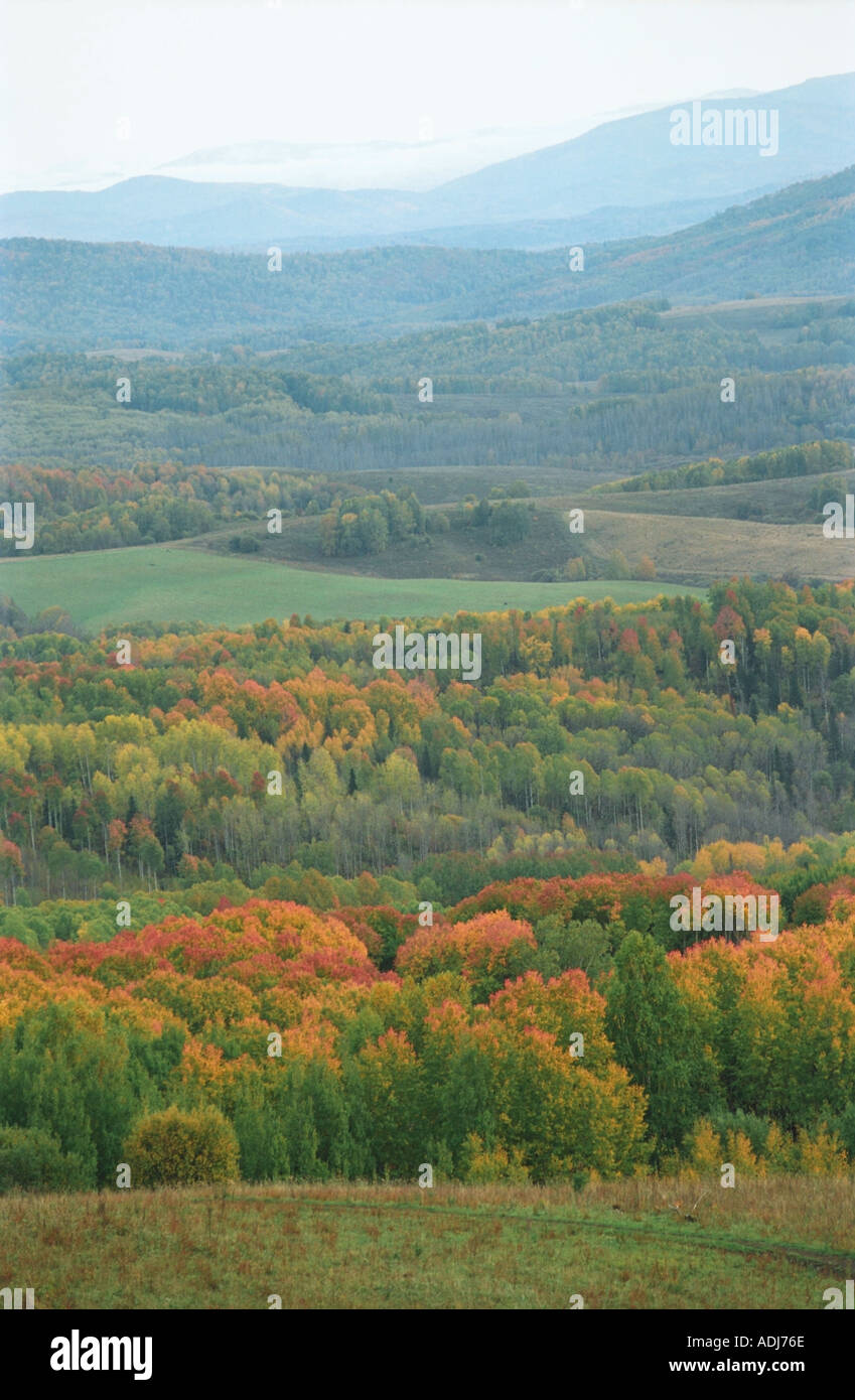 Flora della taiga immagini e fotografie stock ad alta risoluzione - Alamy
