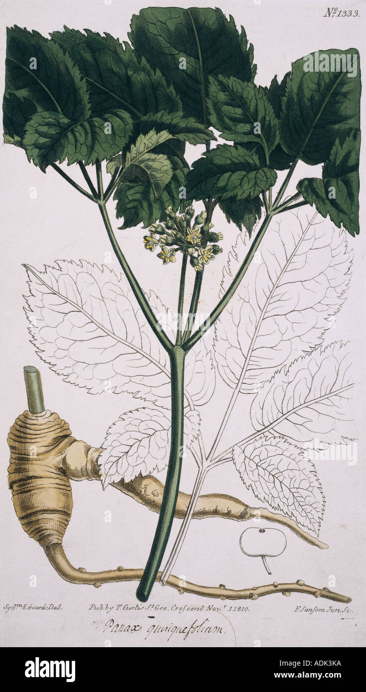 Panax quinquefolium immagini e fotografie stock ad alta risoluzione - Alamy