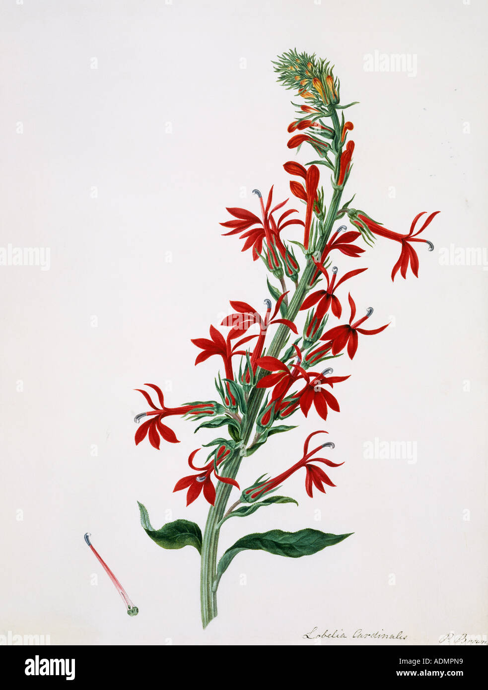 Scarlet lobelia immagini e fotografie stock ad alta risoluzione - Alamy