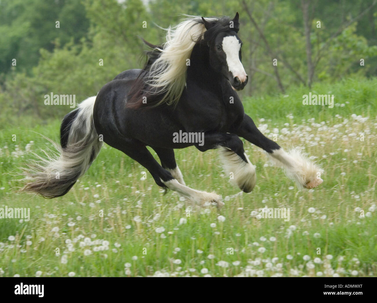 Gypsy vanner horse stallion immagini e fotografie stock ad alta ...