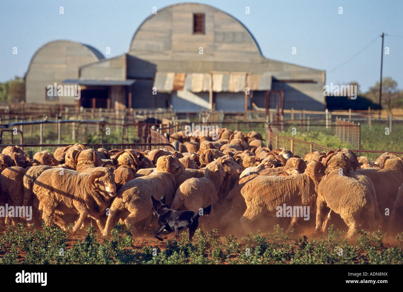 Montoni di pecora merino immagini e fotografie stock ad alta ...