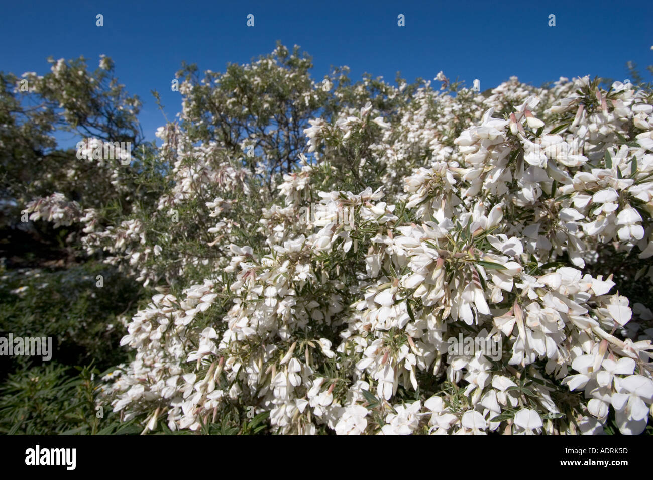 Tagasaste Chamaecytisus proliferus Isole Canarie La Gomera Foto stock ...
