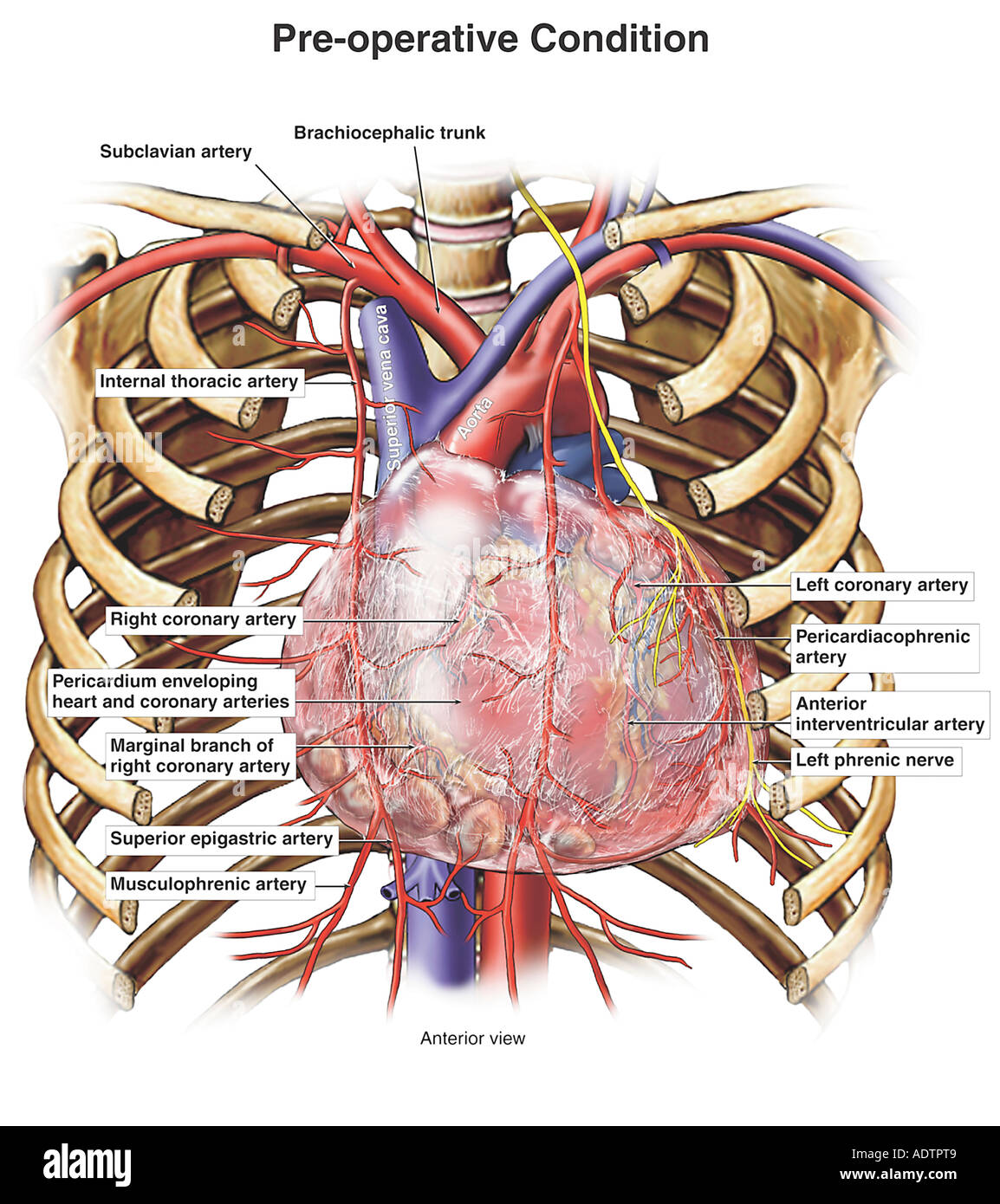 Blood vessels of the thorax immagini e fotografie stock ad alta ...