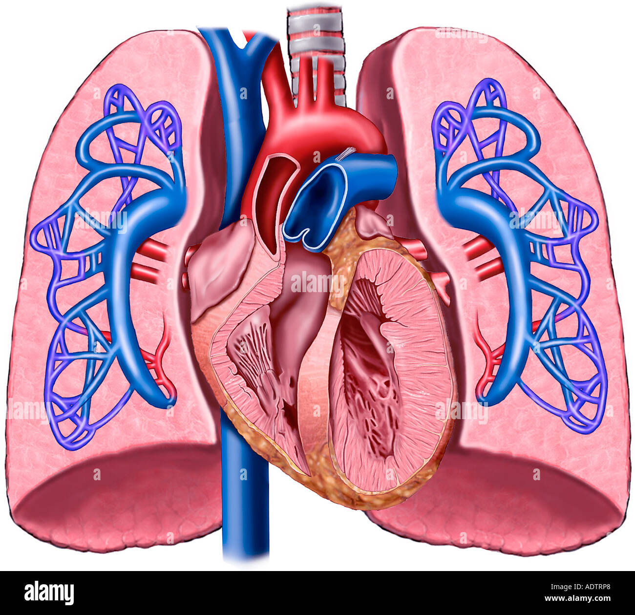Arteria Polmonare Immagini e Fotos Stock - Alamy