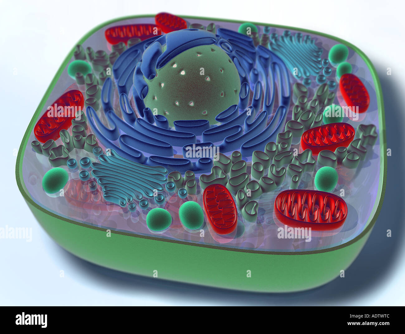 Cellula animale immagini e fotografie stock ad alta risoluzione - Alamy