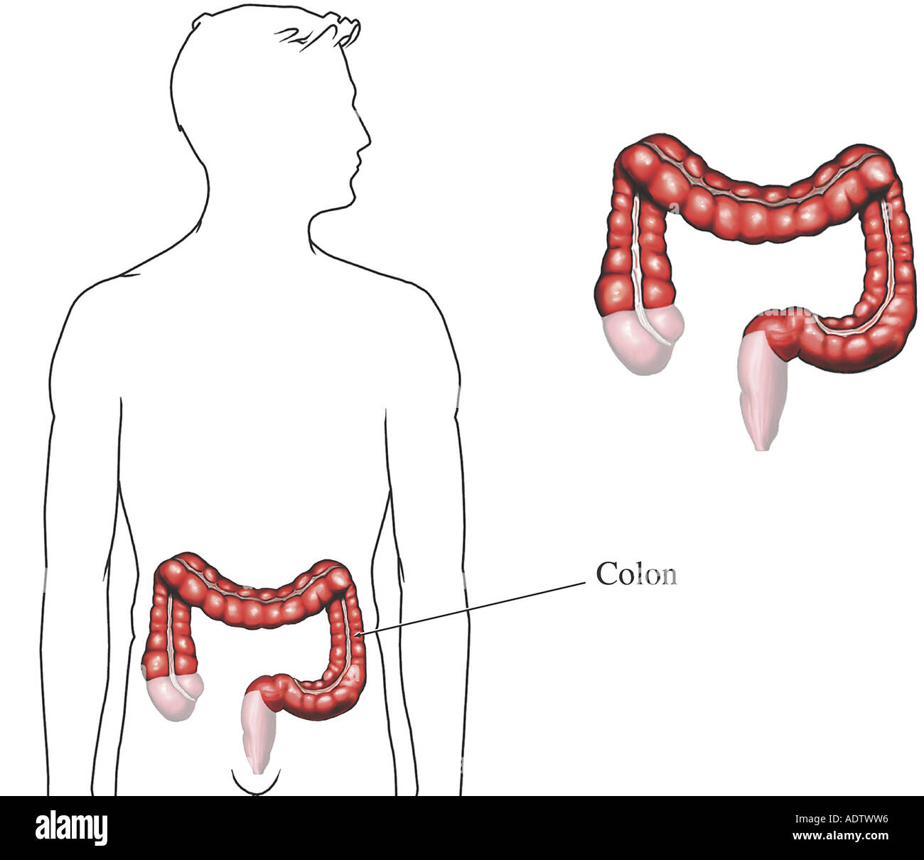 Anatomia del colon immagini e fotografie stock ad alta risoluzione - Alamy