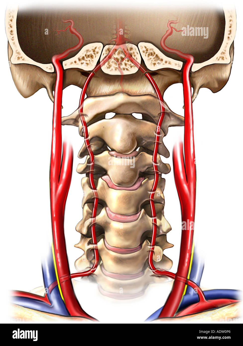 Arteria cervicale immagini e fotografie stock ad alta risoluzione - Alamy